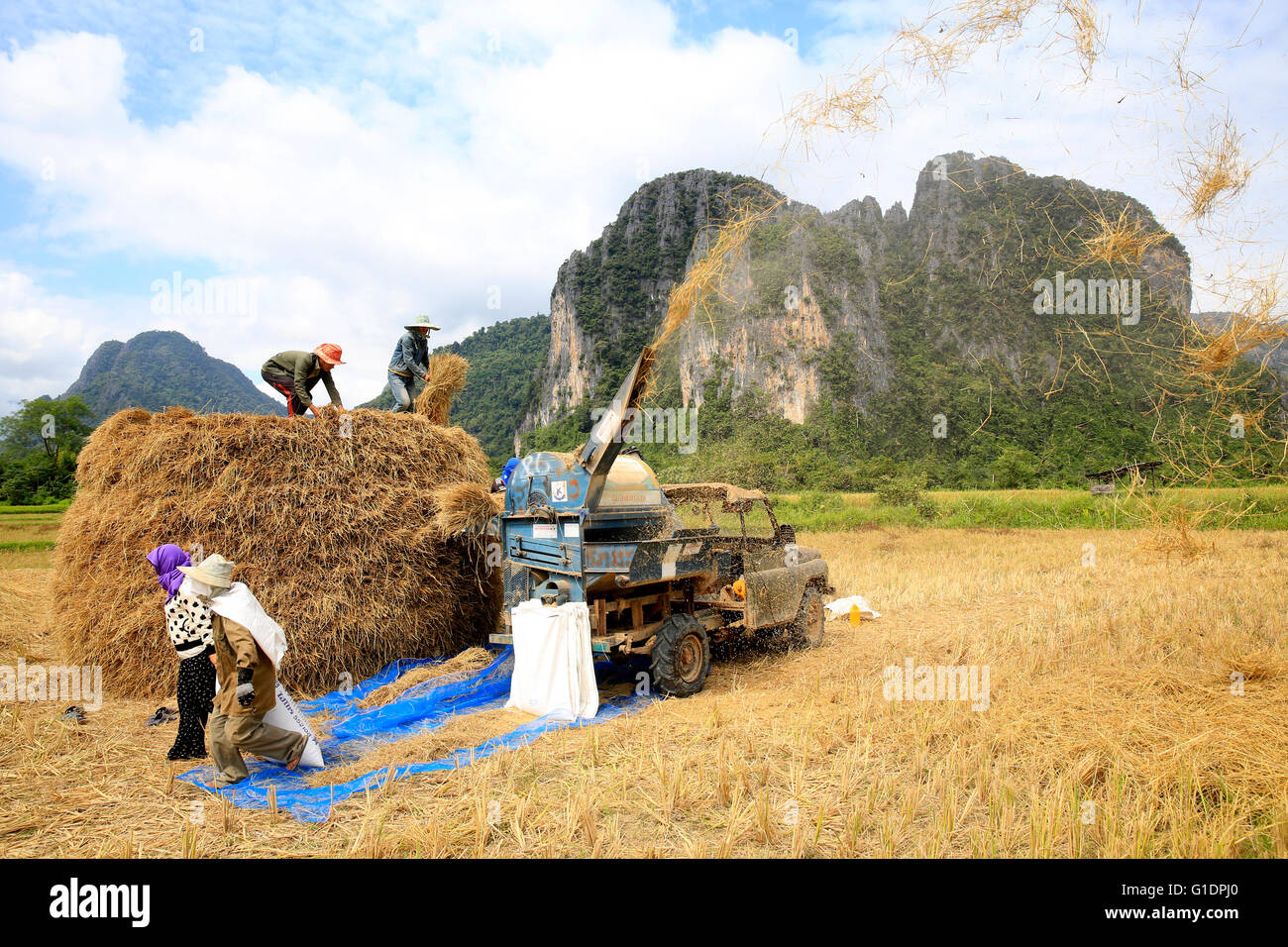 Agriculture. Rice field. Lao farmers harvesting rice in rural lanscape ...