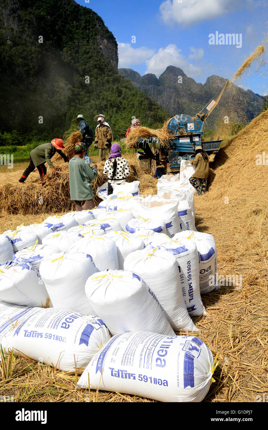 Agriculture. Rice field. Lao farmers harvesting rice in rural lanscape ...
