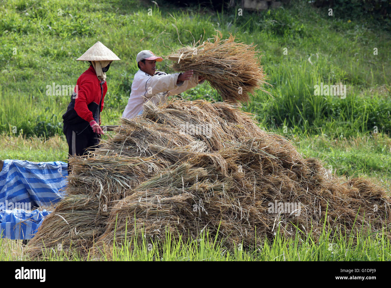 Agriculture. Rice field. Lao farmers harvesting rice in rural lanscape ...