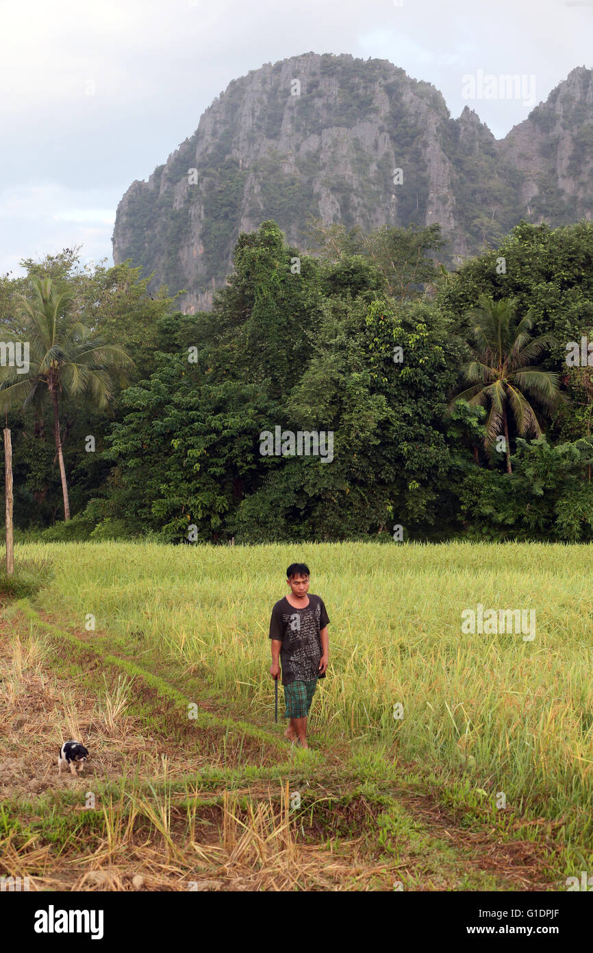 Farmer walking through rice field hi-res stock photography and images ...