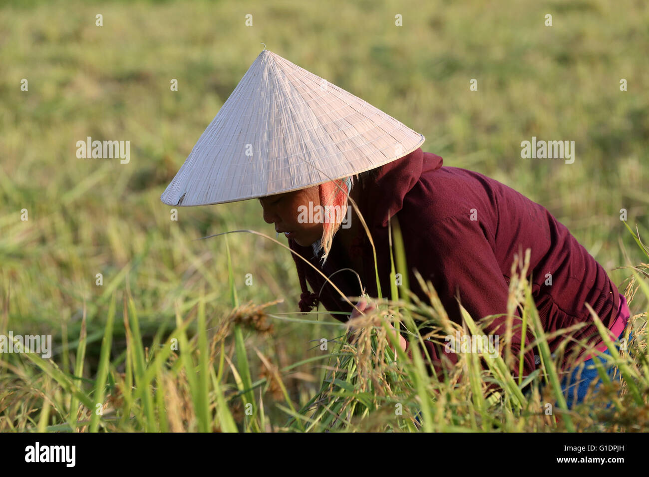 Lao farmer harvesting rice hi-res stock photography and images - Alamy