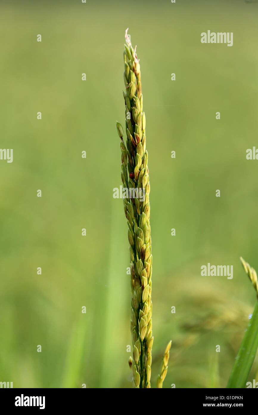 Agriculture. Close up of rice growing in a paddy field. Vang Vieng ...