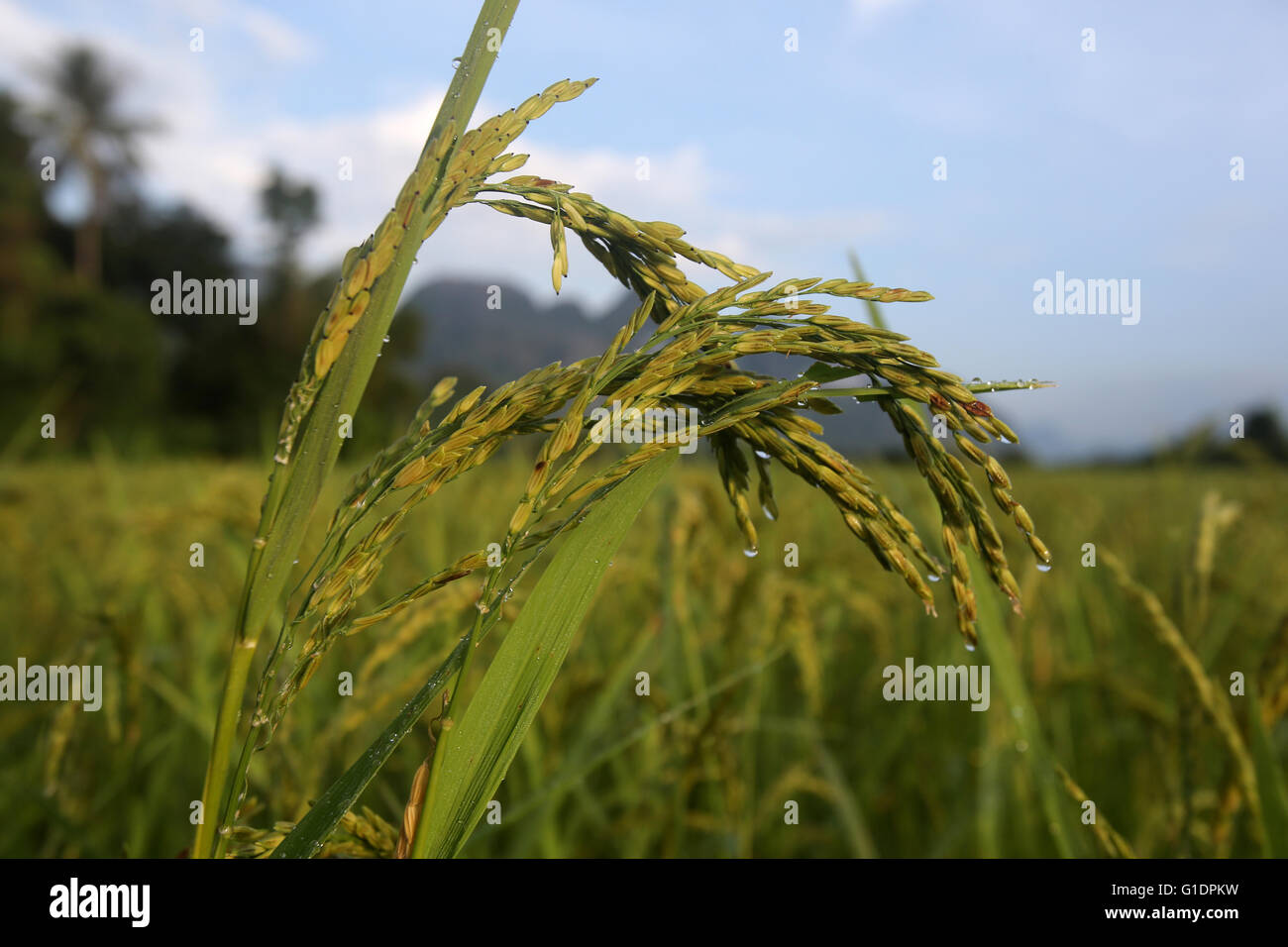 Agriculture. Close up of rice growing in a paddy field. Vang Vieng ...