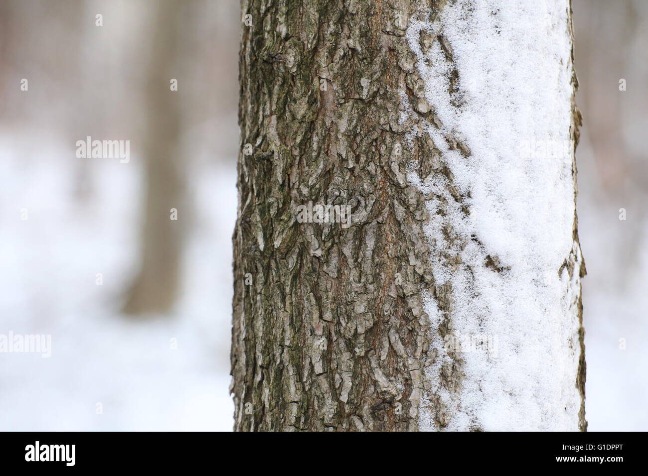 Layered bark hi-res stock photography and images - Alamy