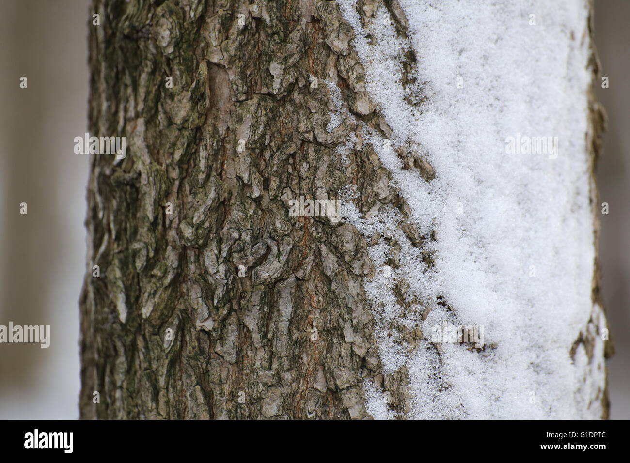 Layered bark hi-res stock photography and images - Alamy