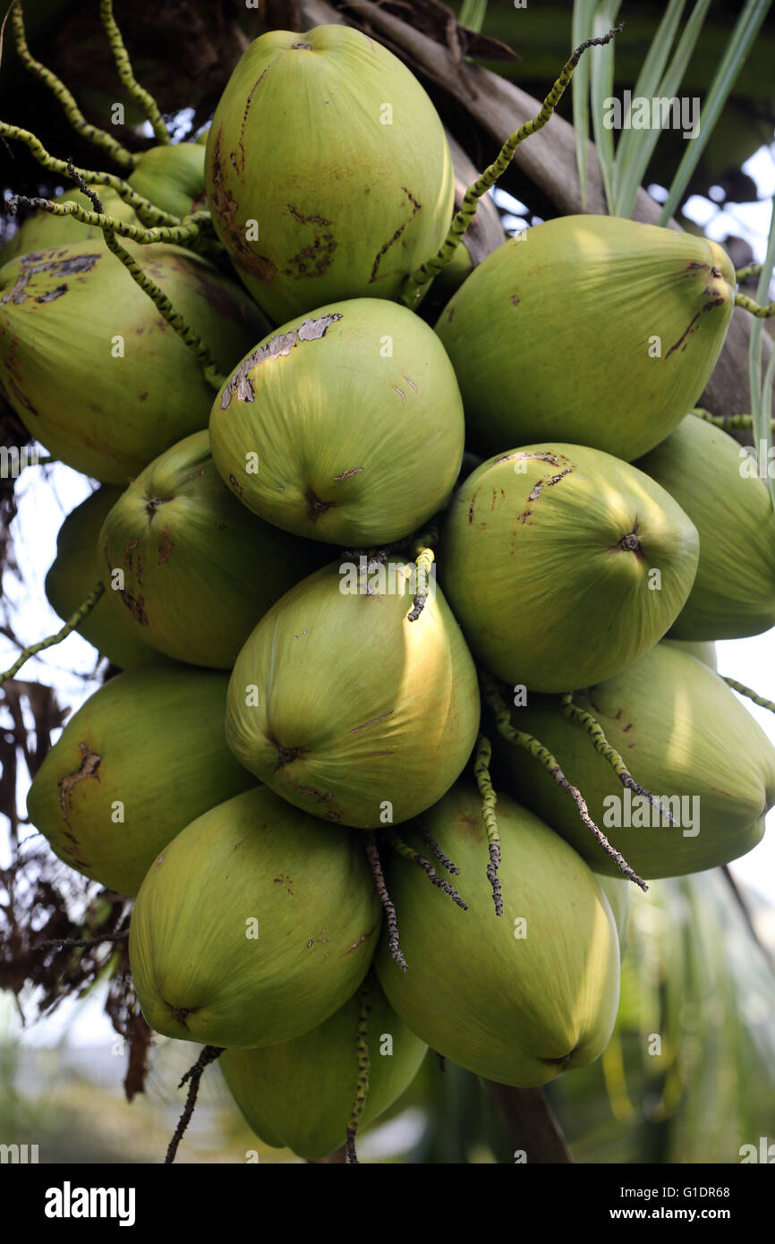 Coconut tree. Bangkok.Thailand Stock Photo - Alamy