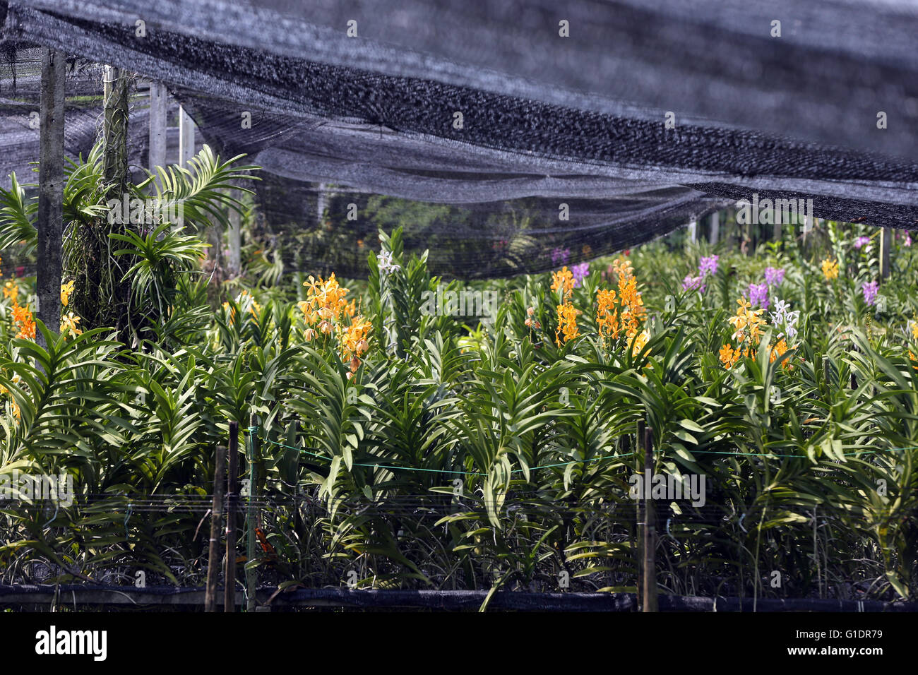 Orchid Farm. Bangkok.Thailand Stock Photo - Alamy