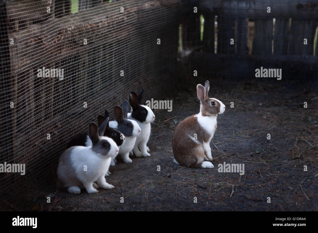 Five rabbits in there paddock in a farm at daylight Stock Photo - Alamy