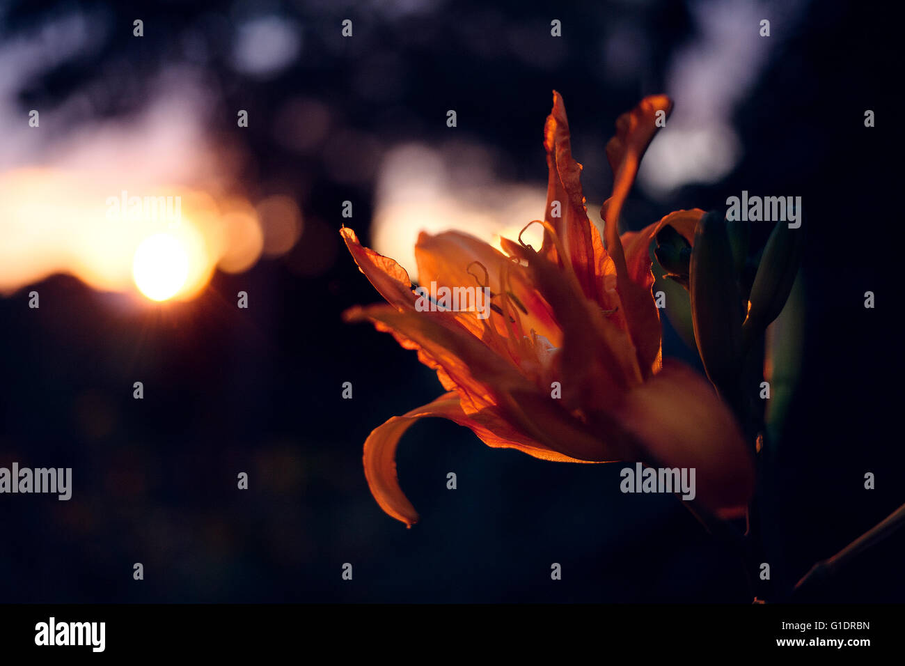 Lys Royal sunset taken on a blury sunset background Stock Photo - Alamy
