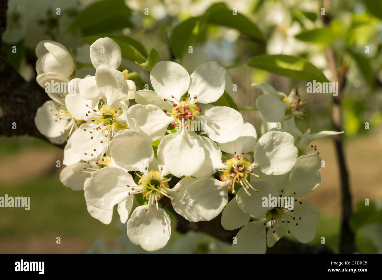 Spring flower with white petal pear tree with washed away by background ...