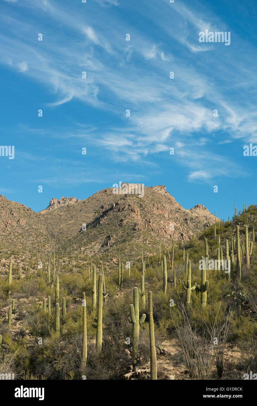 Arizona hi-res stock photography and images - Alamy
