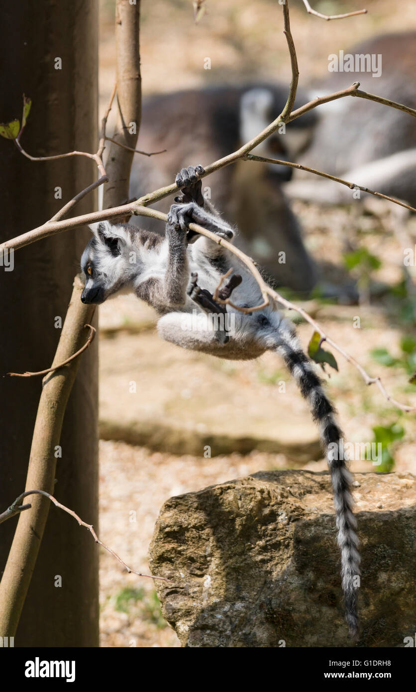 Wildlife_park hi-res stock photography and images - Alamy