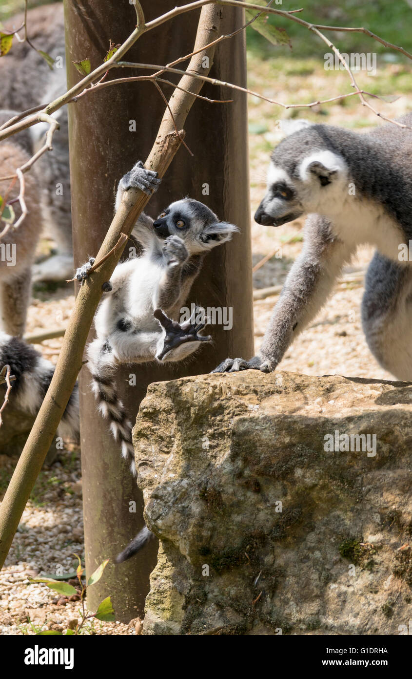 Wildlife_park hi-res stock photography and images - Alamy