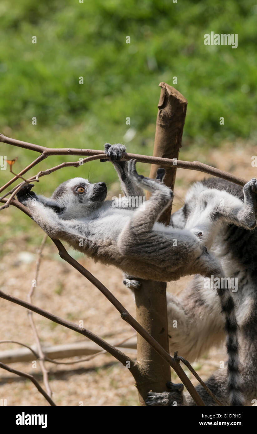 Ring tailed lemur at Cotswold wildlife park Stock Photo - Alamy