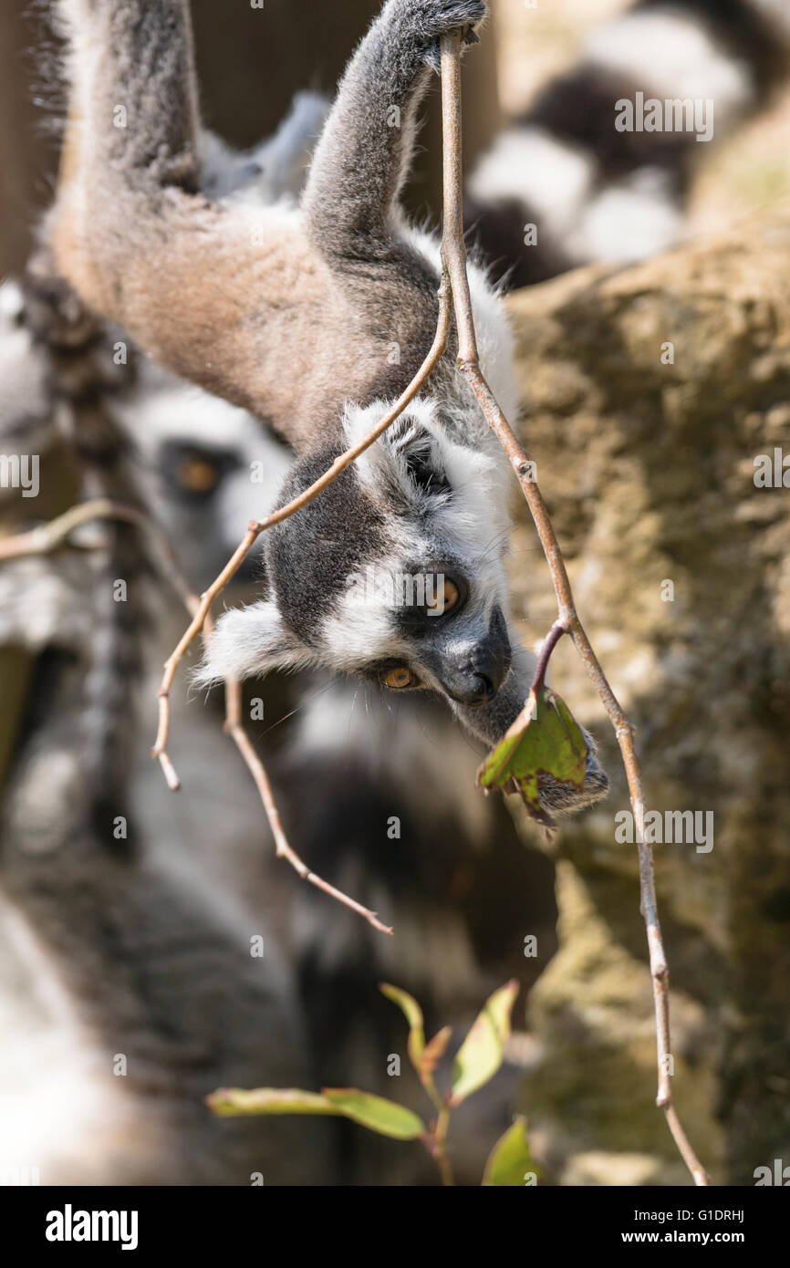 Wildlife_park hi-res stock photography and images - Alamy