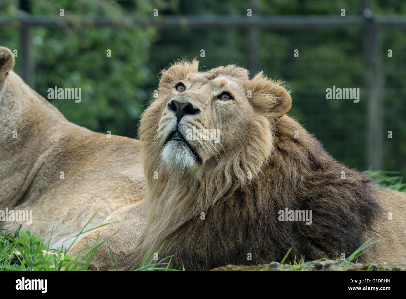 Cotswold lions hi-res stock photography and images - Alamy