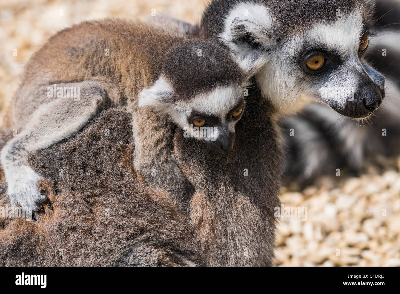 Ring tailed lemur at Cotswold wildlife park Stock Photo - Alamy