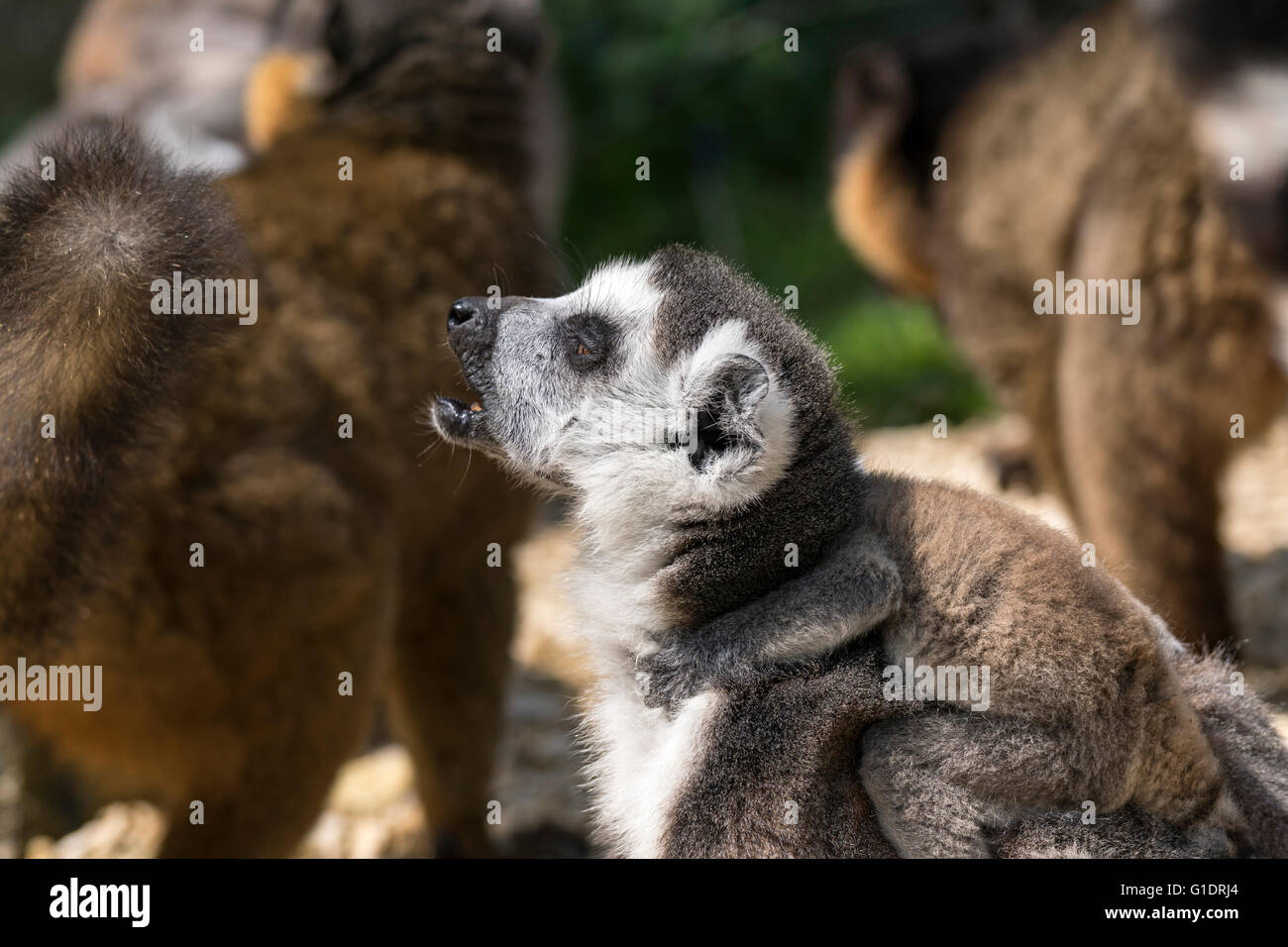 Ring tailed lemur at Cotswold wildlife park Stock Photo - Alamy