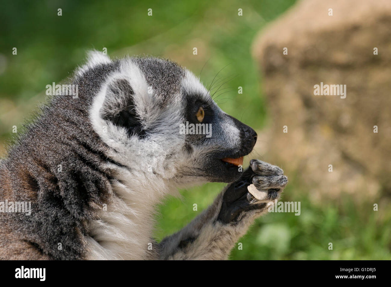 Ring tailed lemur at Cotswold wildlife park Stock Photo - Alamy