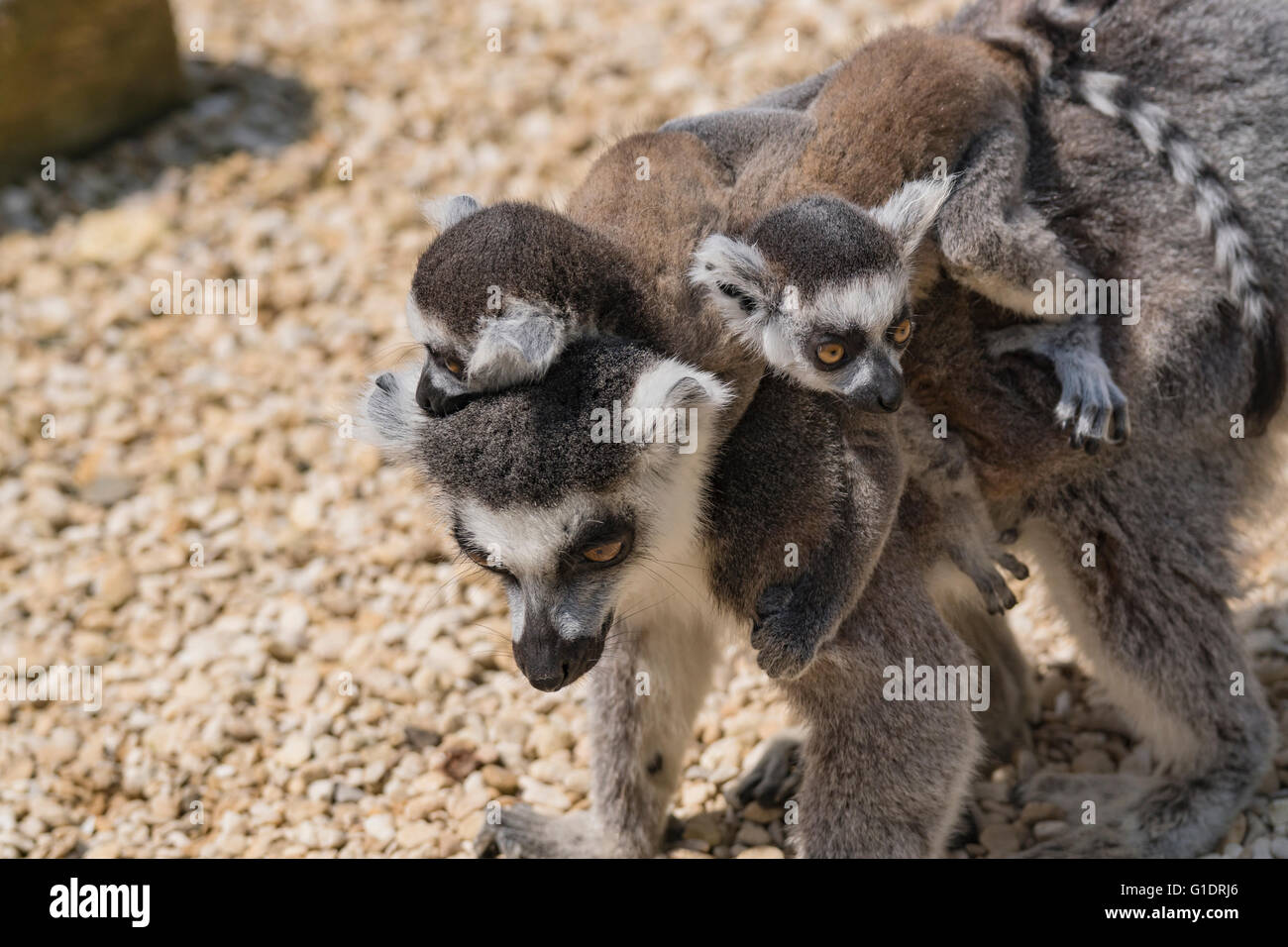 Wildlifepark hi-res stock photography and images - Alamy