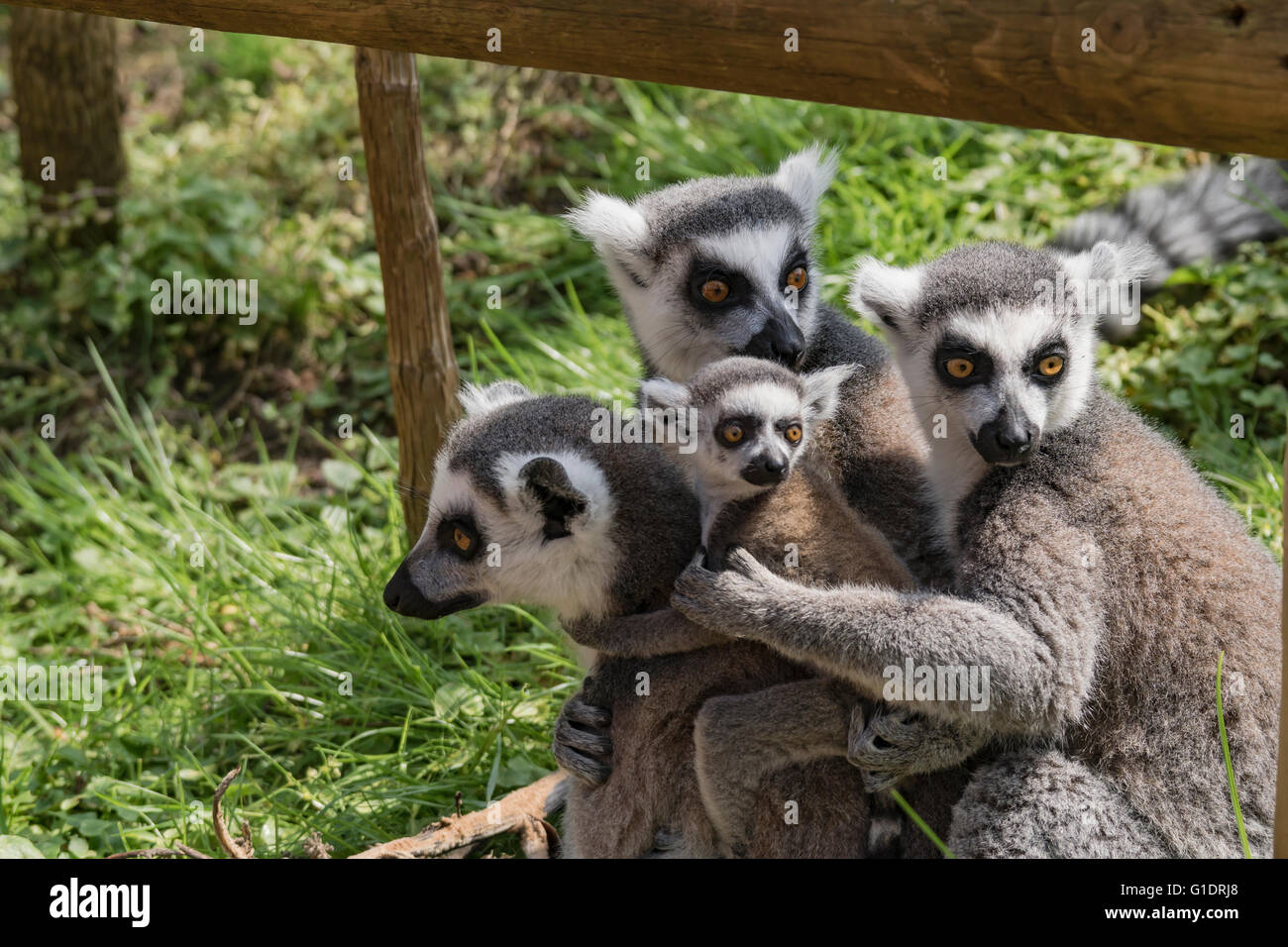 Ring tailed lemur at Cotswold wildlife park Stock Photo - Alamy