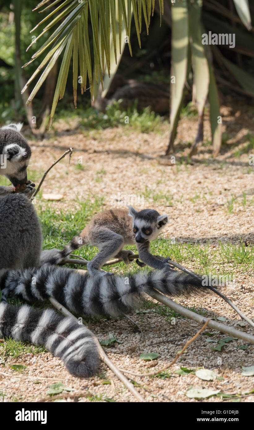 Ring tailed lemur at Cotswold wildlife park Stock Photo - Alamy