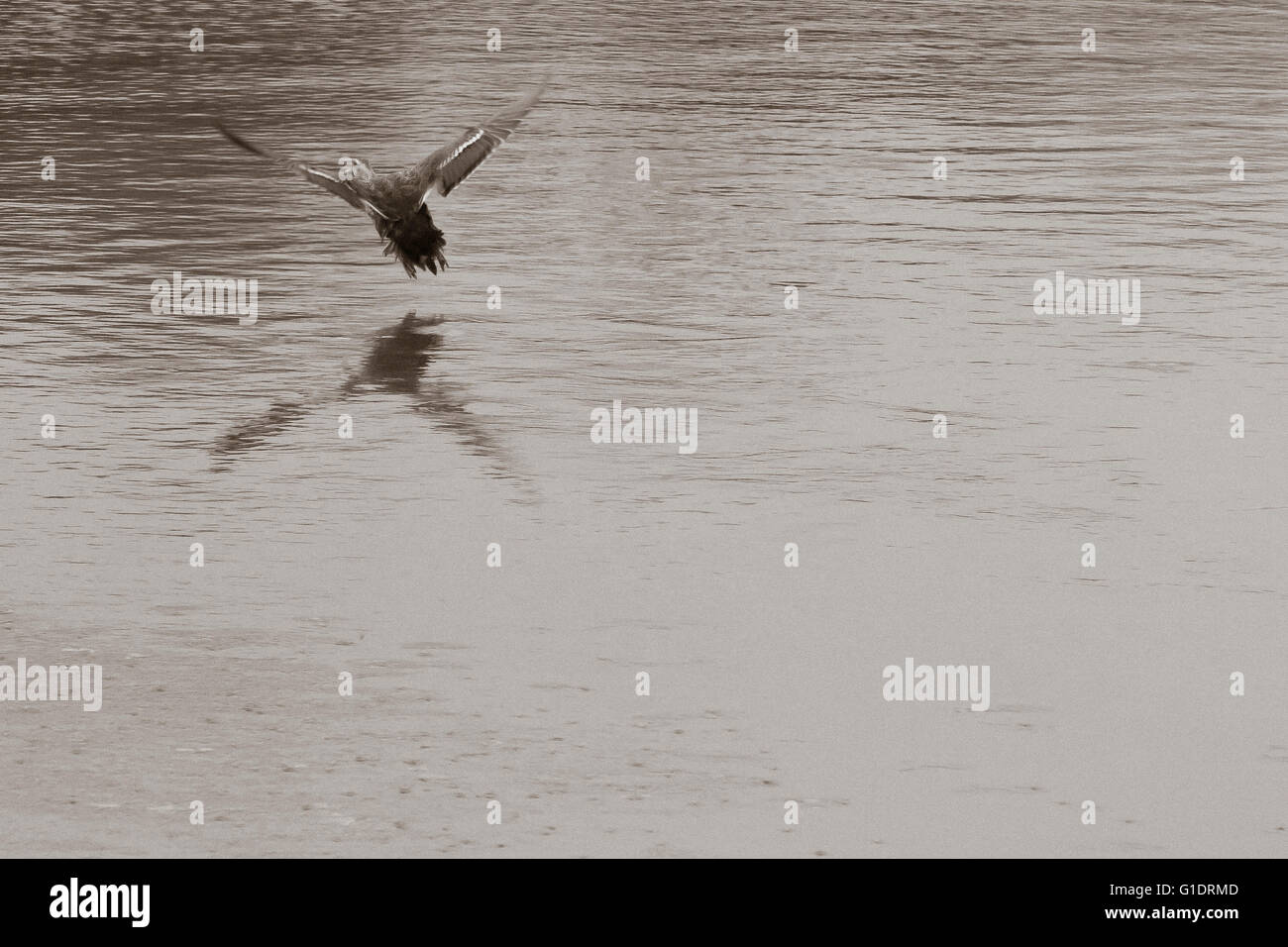 Flying Spot Billed Duck Stock Photo - Alamy