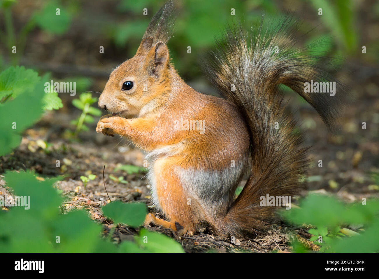 the photograph shows a squirrel on a tree Stock Photo - Alamy