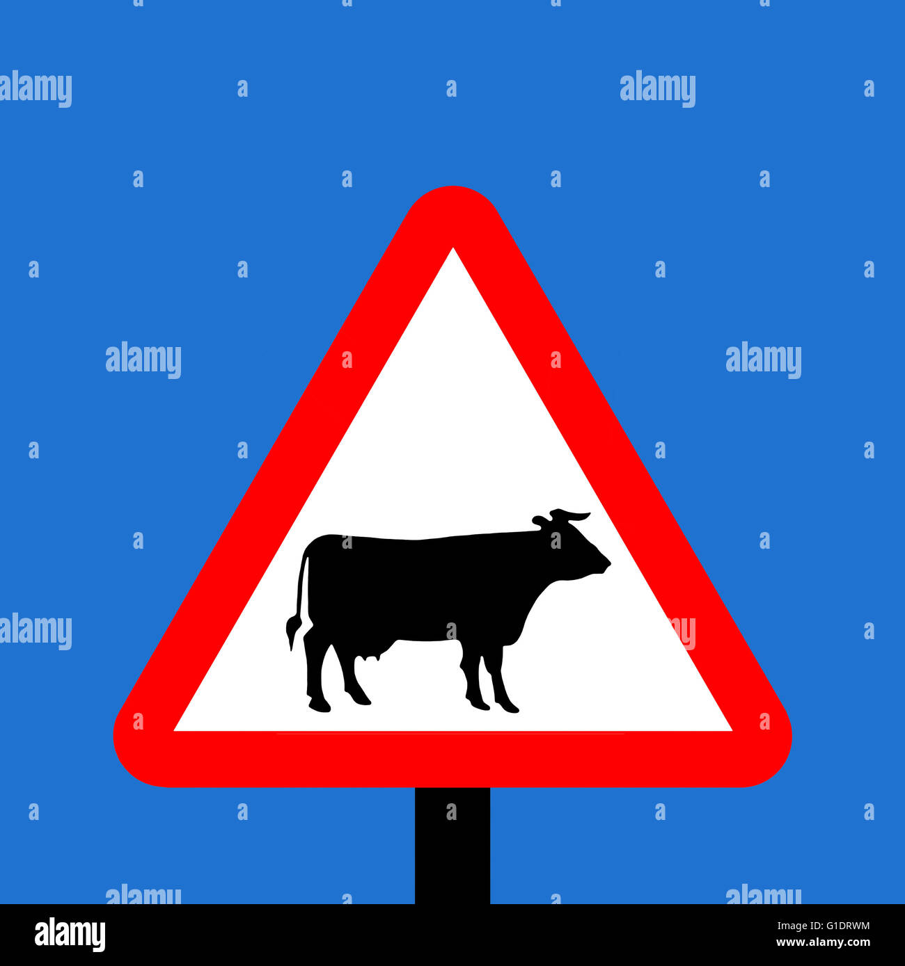 Warning triangle Cattle sign Stock Photo - Alamy