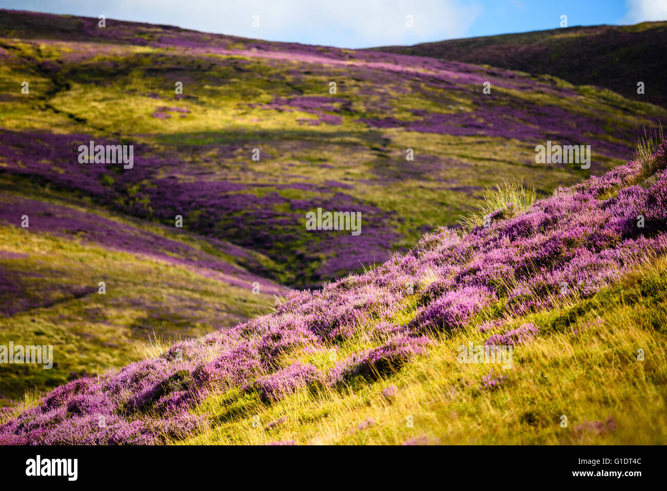 Heather in bloom on the slopes of Hawthornthwaite Fell in the Forest of ...