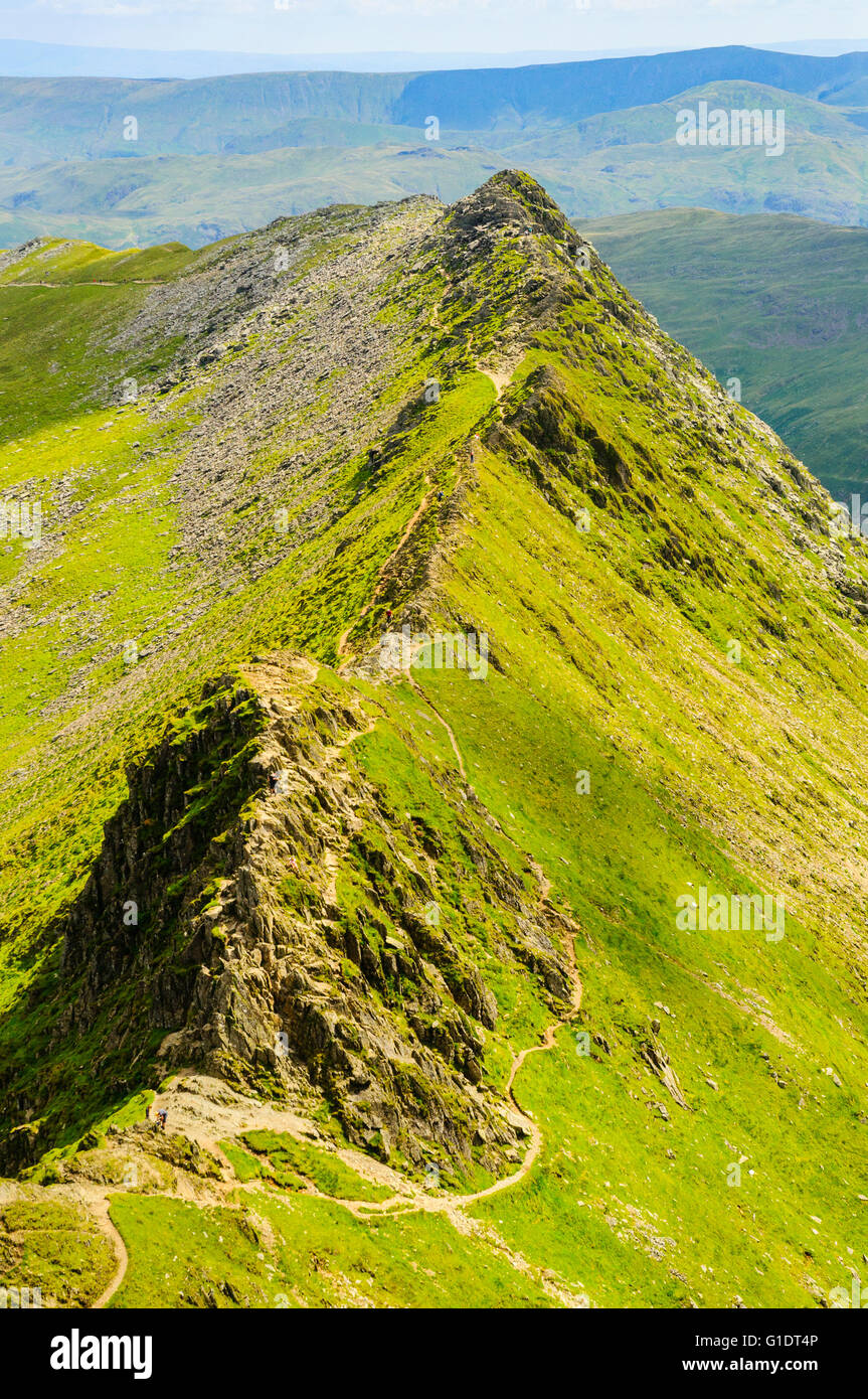 Looking along Striding Edge from high on Helvellyn in the Lake District ...