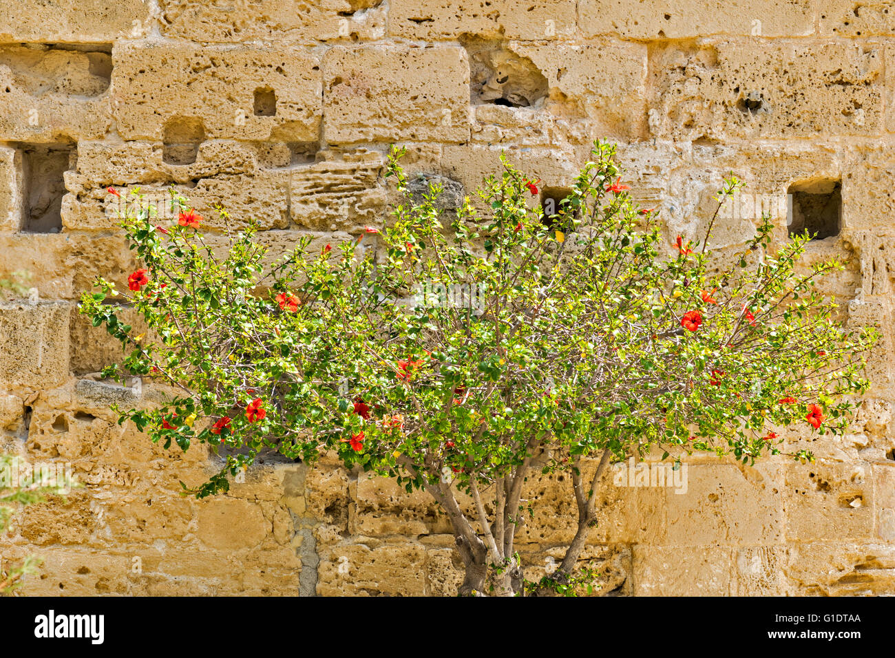 NORTH CYPRUS HIBISCUS TREE AND RED FLOWERS GROWING NEAR A WALL OF ...
