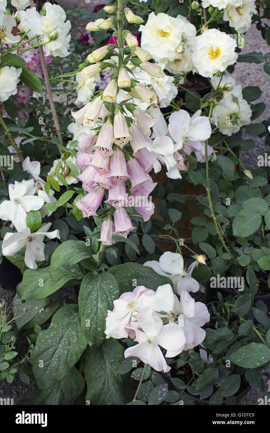 Collection of white and pink roses growing up in the garden, with green ...
