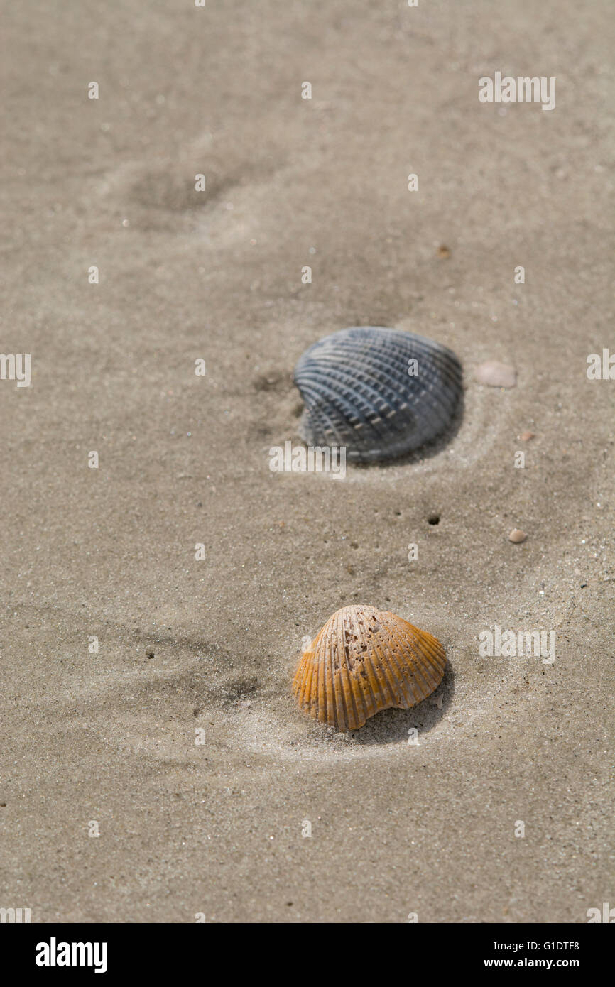 South Carolina, Daufuskie Island. Beach detail with seashell Stock ...