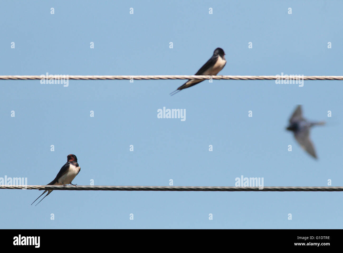 Barn swallow photos hi-res stock photography and images - Alamy