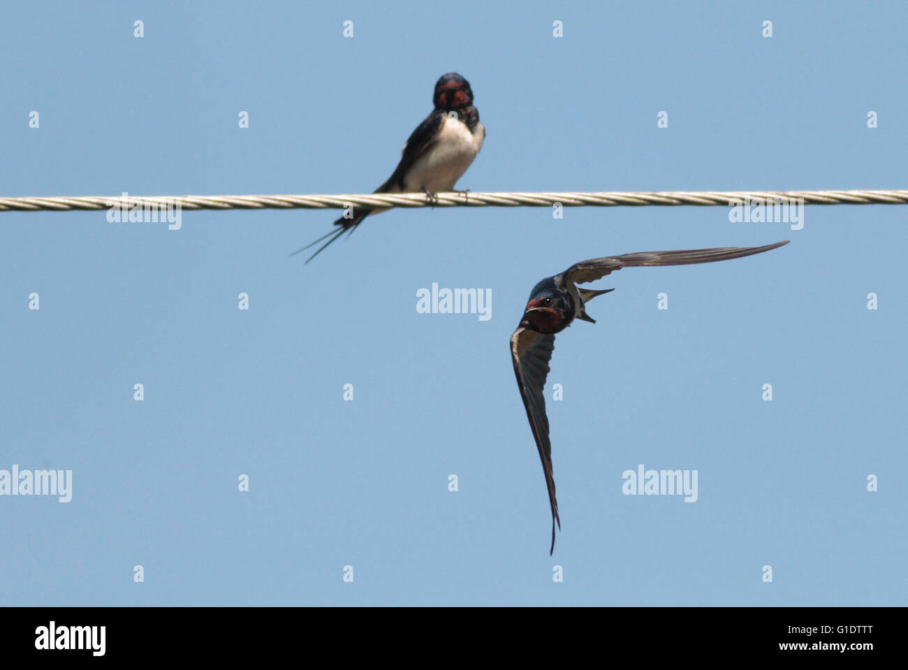 Barn swallow photos hi-res stock photography and images - Alamy