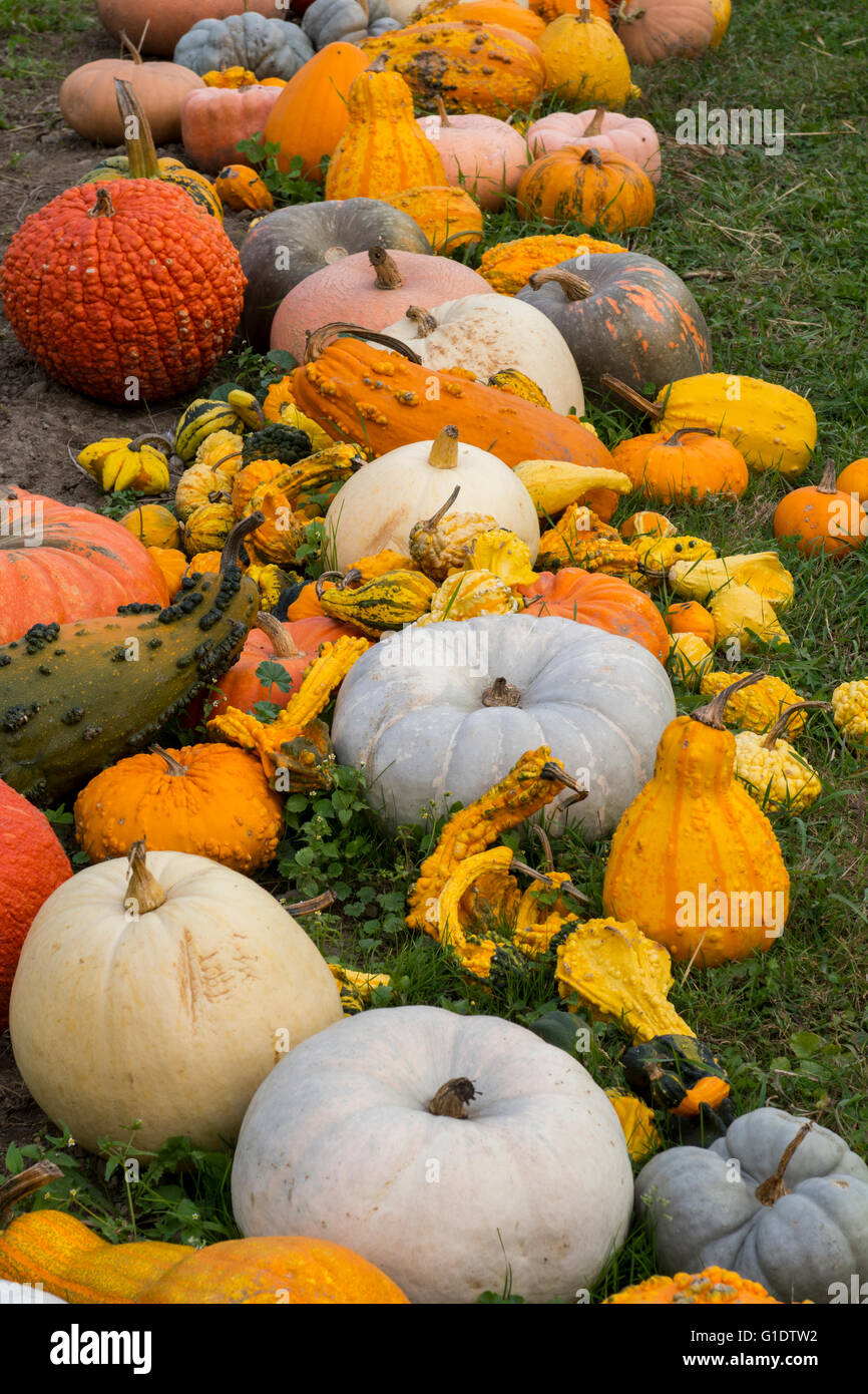 New York, Cooperstown. Fall pumpkin patch Stock Photo - Alamy