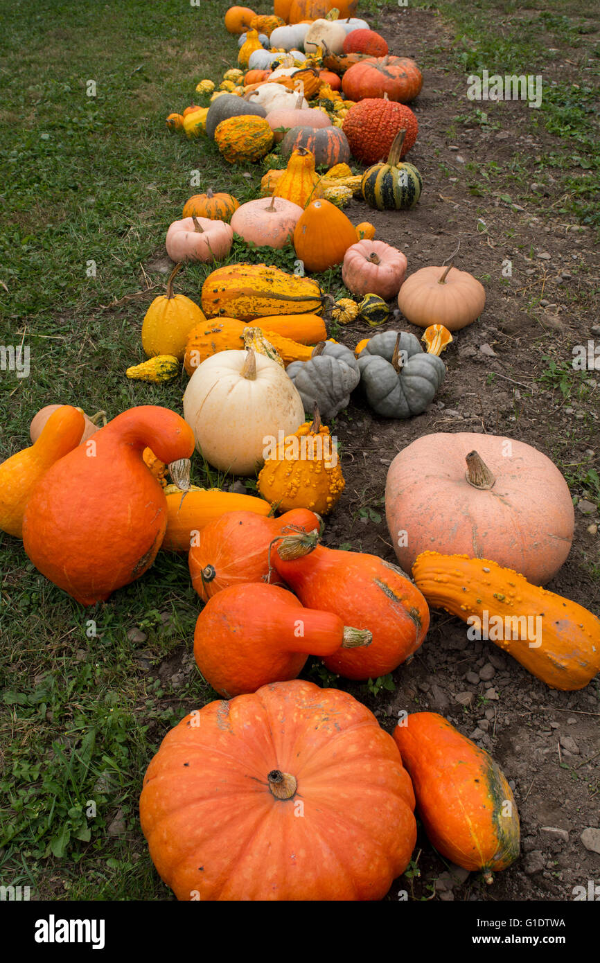 New York, Cooperstown. Fall pumpkin patch Stock Photo - Alamy