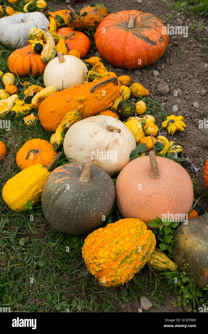 New York, Cooperstown. Fall pumpkin patch Stock Photo - Alamy