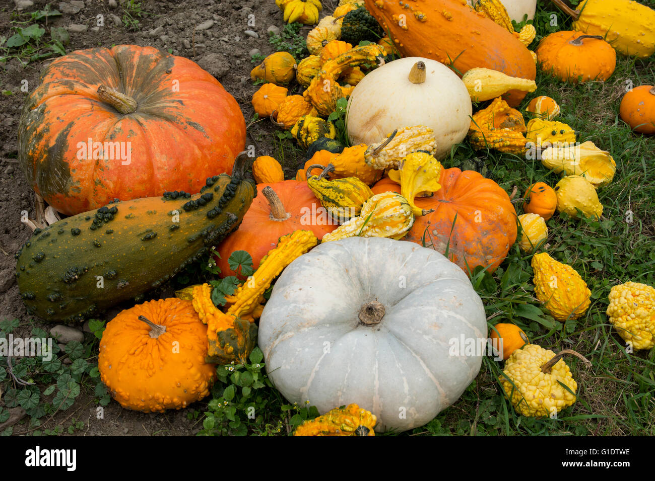 New York, Cooperstown. Fall pumpkin patch Stock Photo - Alamy