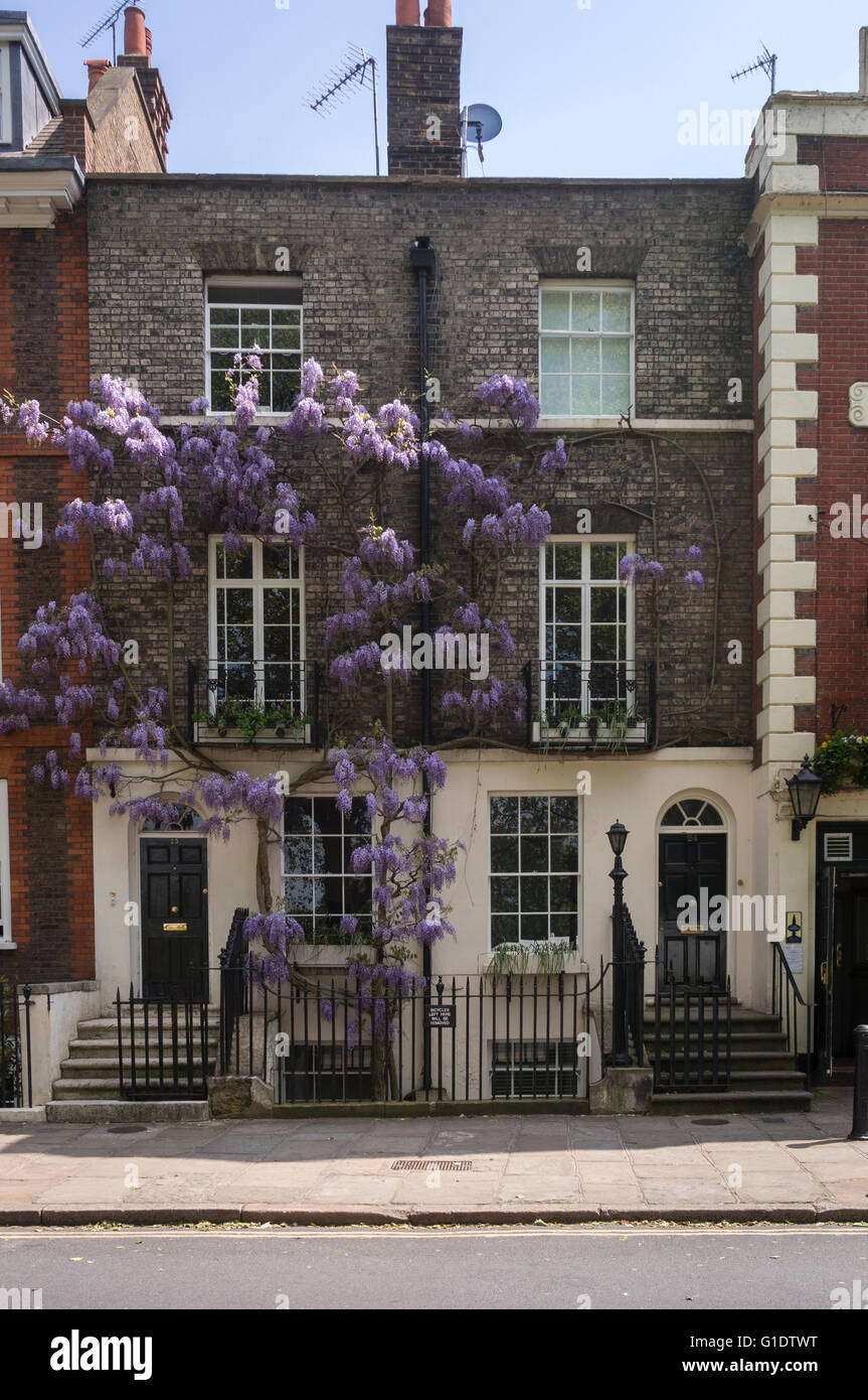 Wisteria On Building High Resolution Stock Photography and Images - Alamy