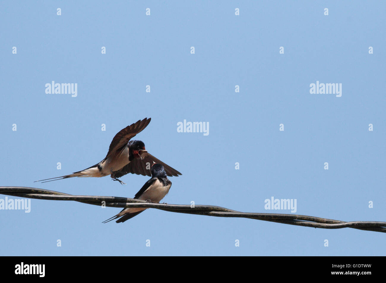 Female barn swallow hi-res stock photography and images - Alamy