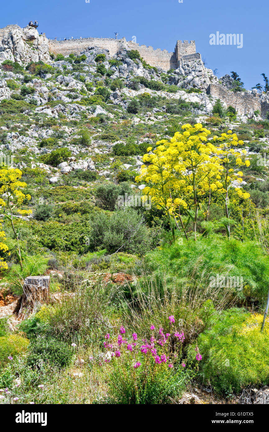 NORTH CYPRUS SAINT HILARION WILD FLOWERS IN SPRINGTIME GROWING BELOW ...