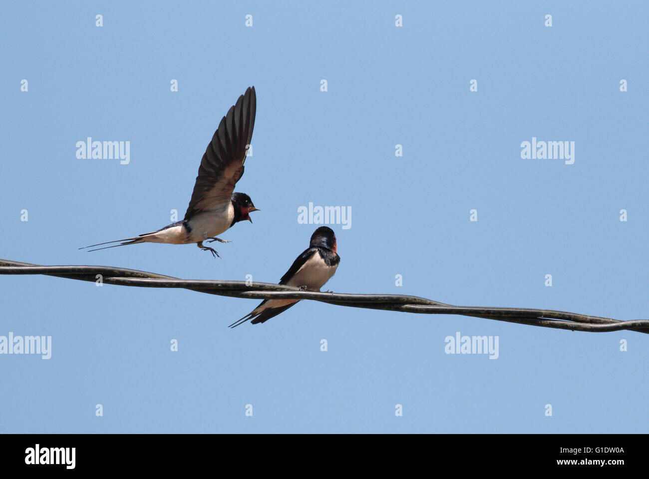 Barn swallow photos hi-res stock photography and images - Alamy
