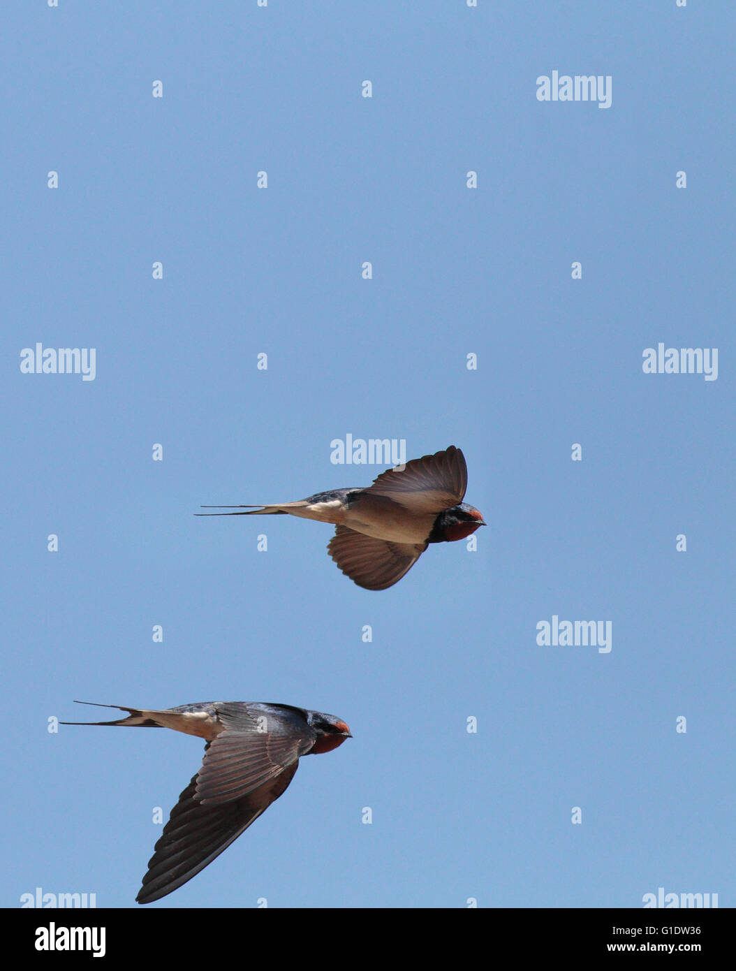 Barn swallow photos hi-res stock photography and images - Alamy