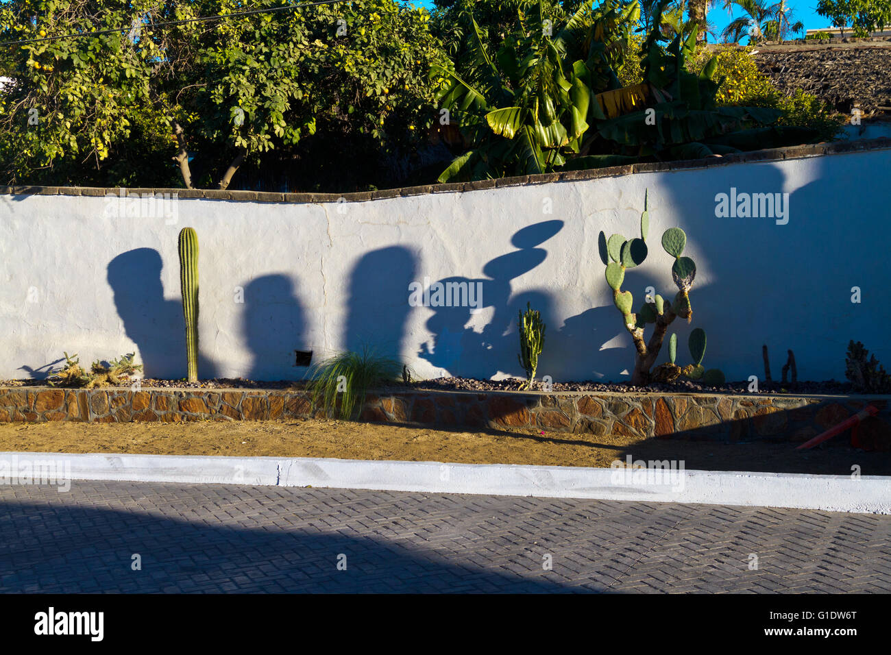 Low sun casts shadows of cacti on a wall in Todos Santos, Baja, Mexico ...