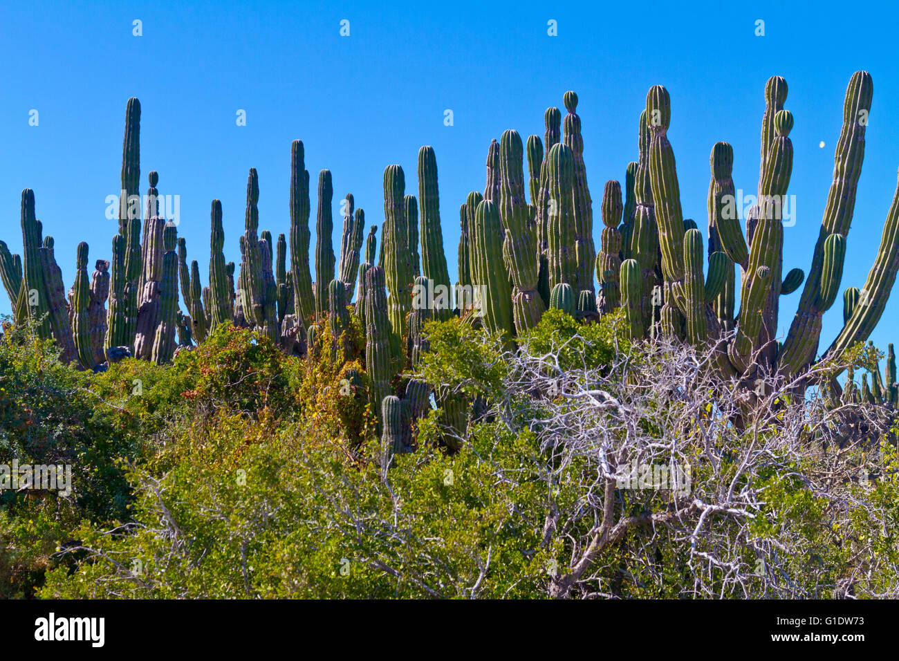 Cardon cactus grove neat Todos Santos, Baja Sur, Mexico Stock Photo - Alamy
