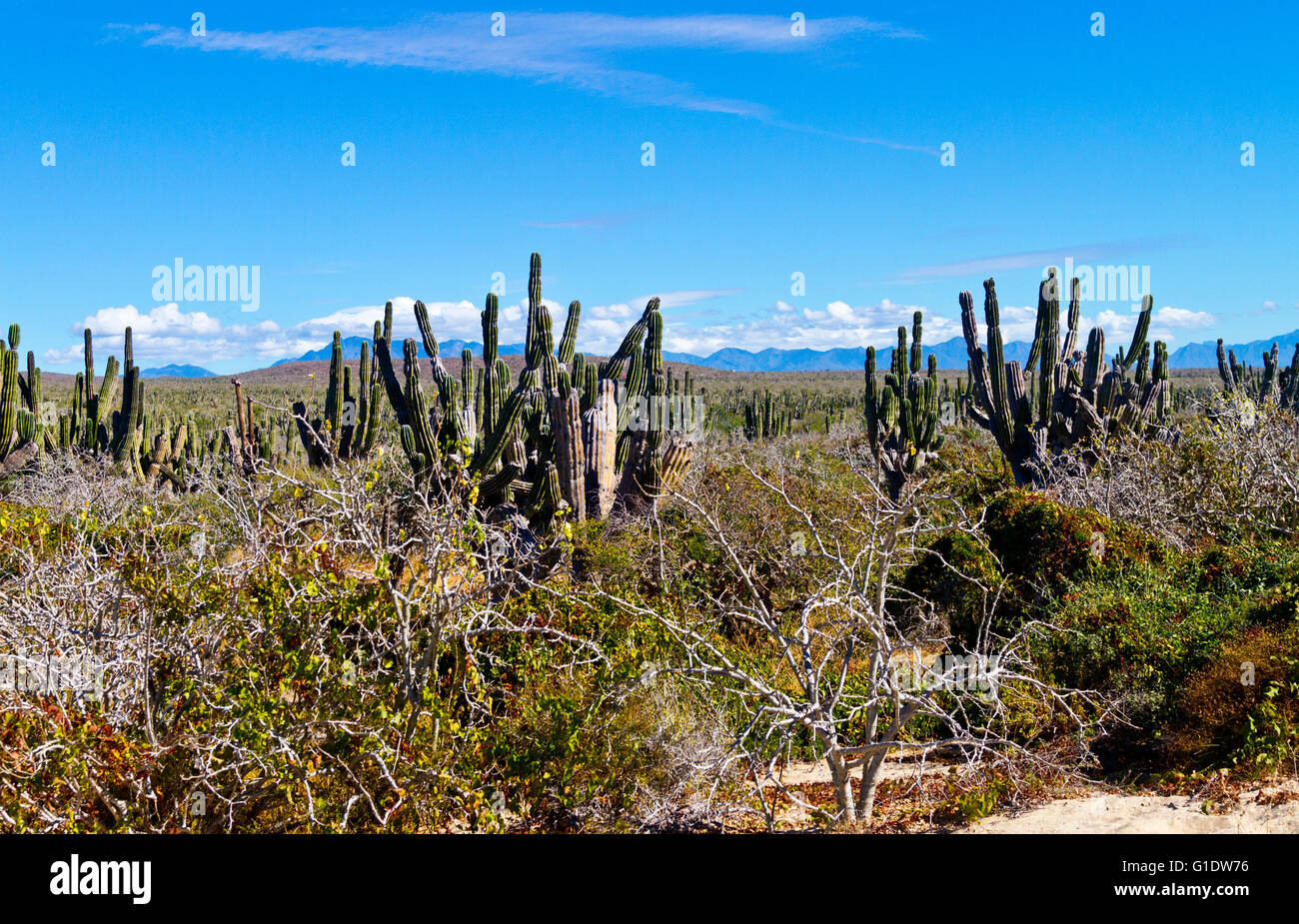 Mexican cardon cactus hi-res stock photography and images - Alamy