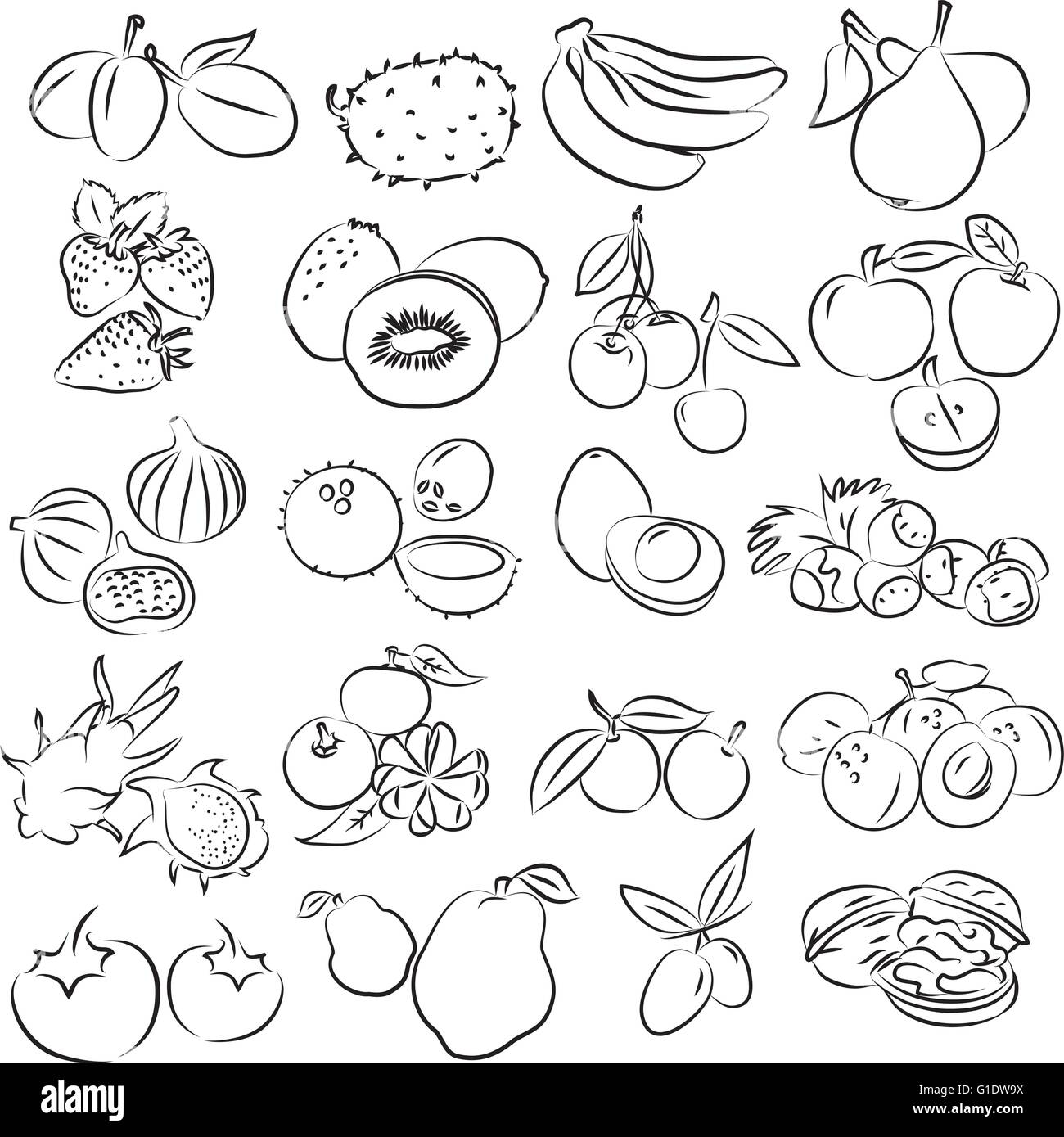 vector illustration of fruit collection in line art mode Stock Vector ...