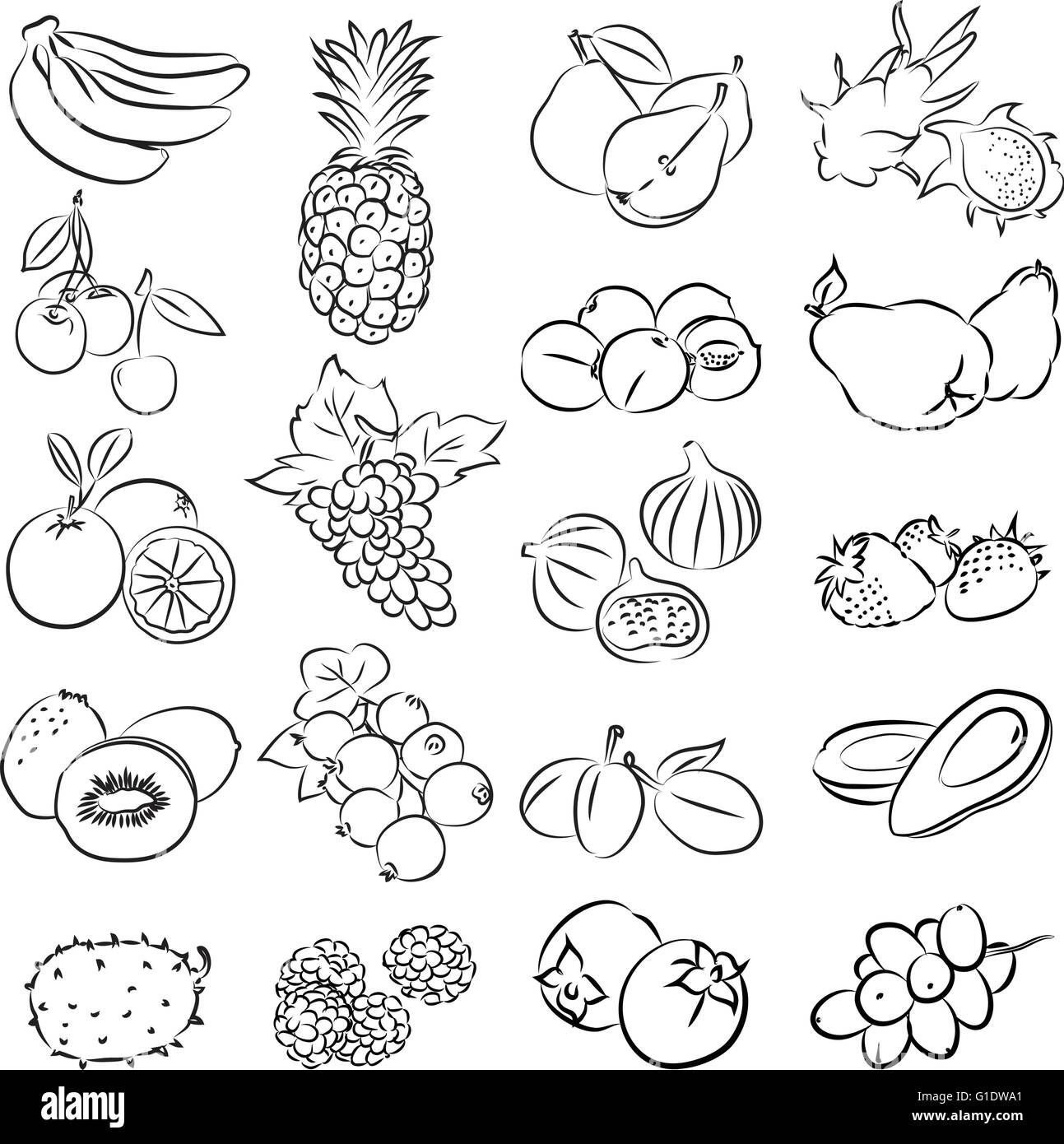 vector illustration of fruit collection in line art mode Stock Vector ...